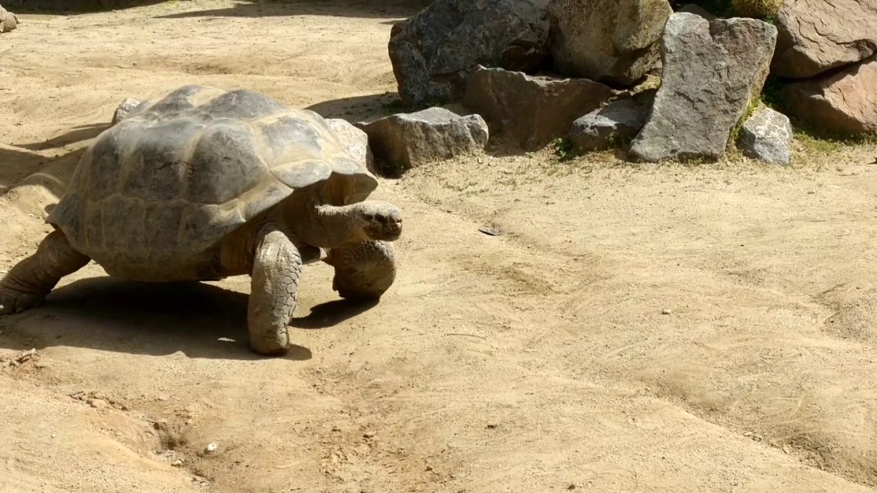 Galapagos Tortoise at the San Diego Zoo - YouTube