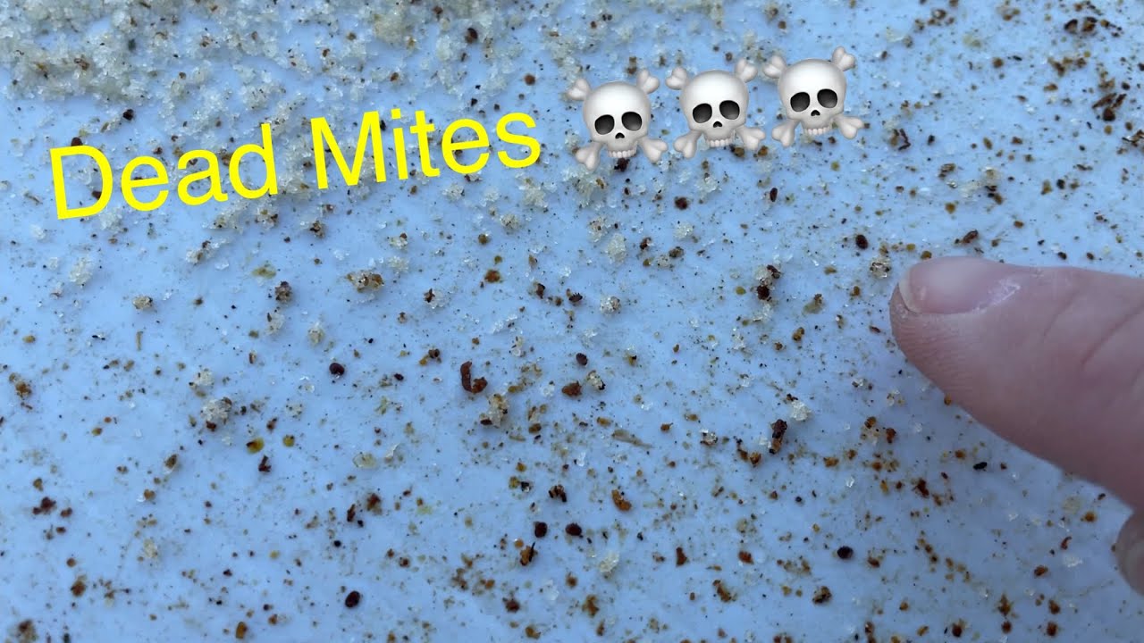 Checking Mite Drops and Kill Rates - YouTube