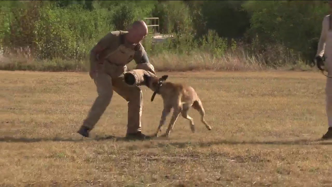 Behind the scenes of Military Working Dogs Program at JBSA-Lackland ...