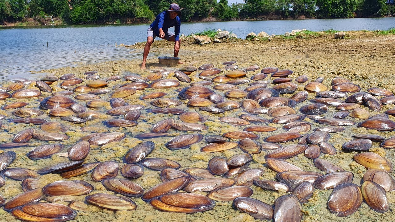 Clams get together, pick up cat's eye snails all the way! #fishing # ...