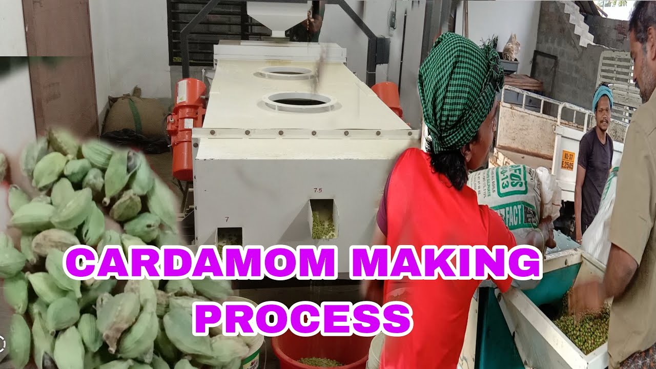 How to making process cardamom ? # in Kerala State. - YouTube
