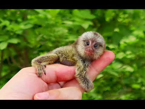 Top 10 Smallest Animals in the World - YouTube