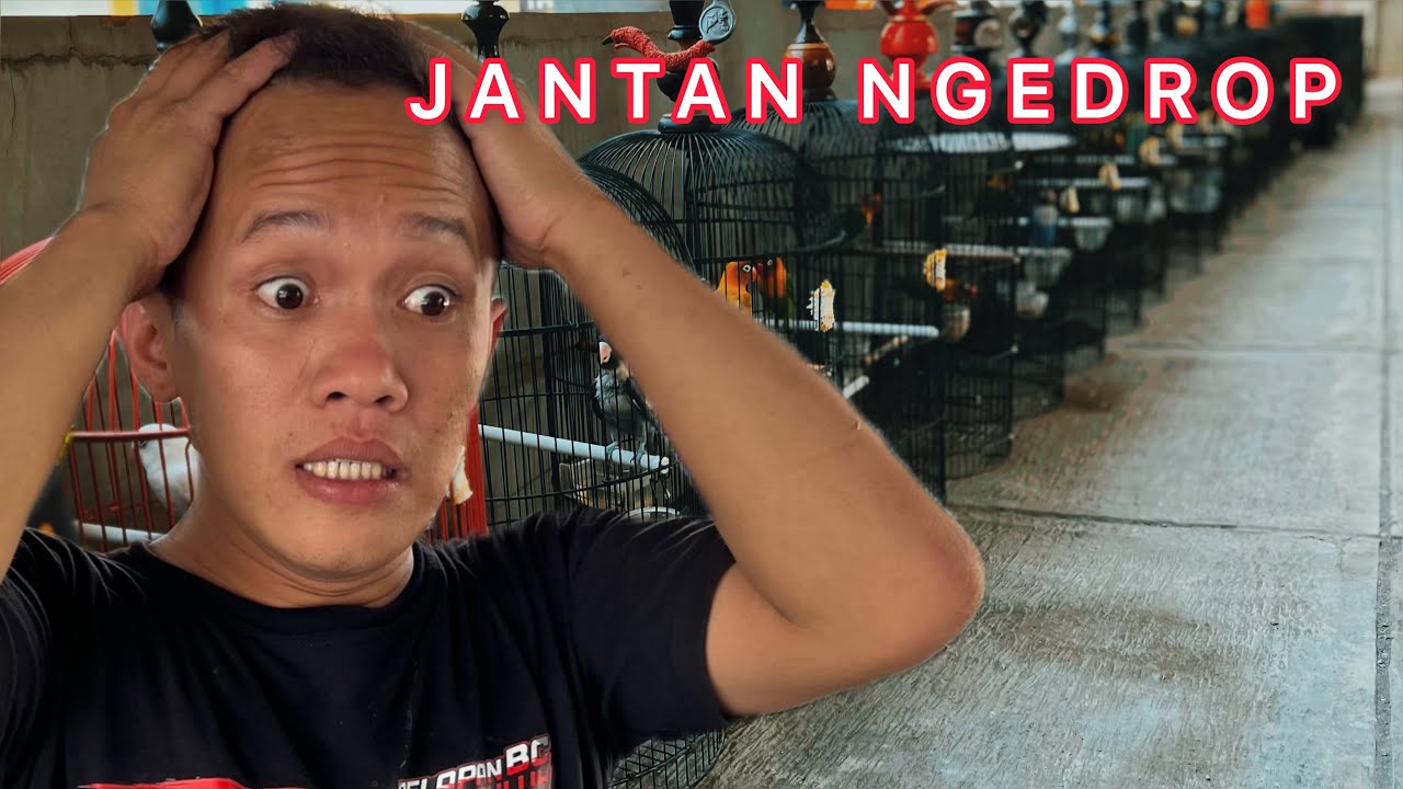 Jantan ngedrop paska habis ngawin ... ️ ️ ️ ️ begini solusinya - YouTube