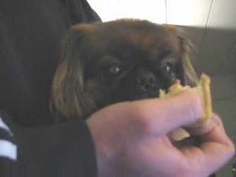 Pekingese Eating Grilled Cheese - YouTube