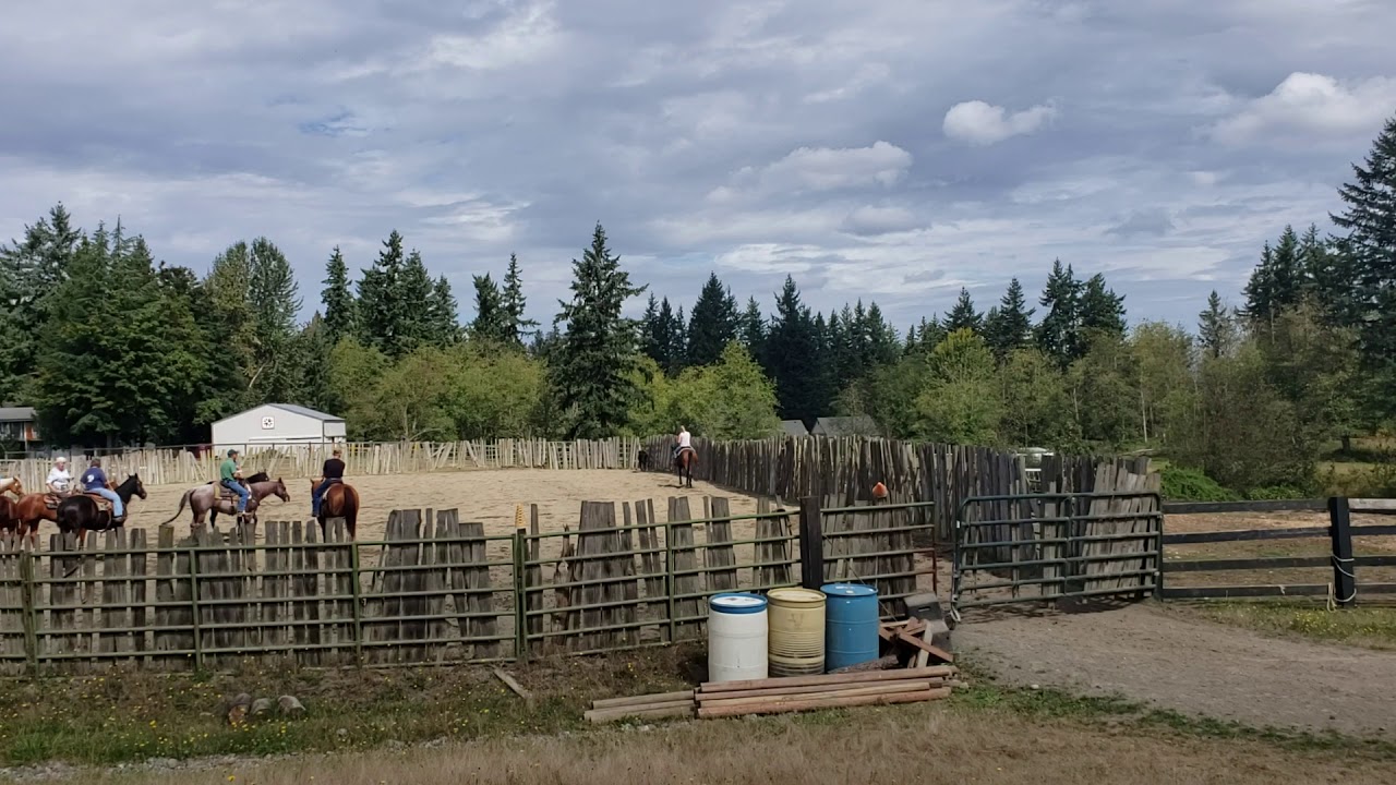 Rachel & Ruger Cow Work August 31, 2019 - YouTube