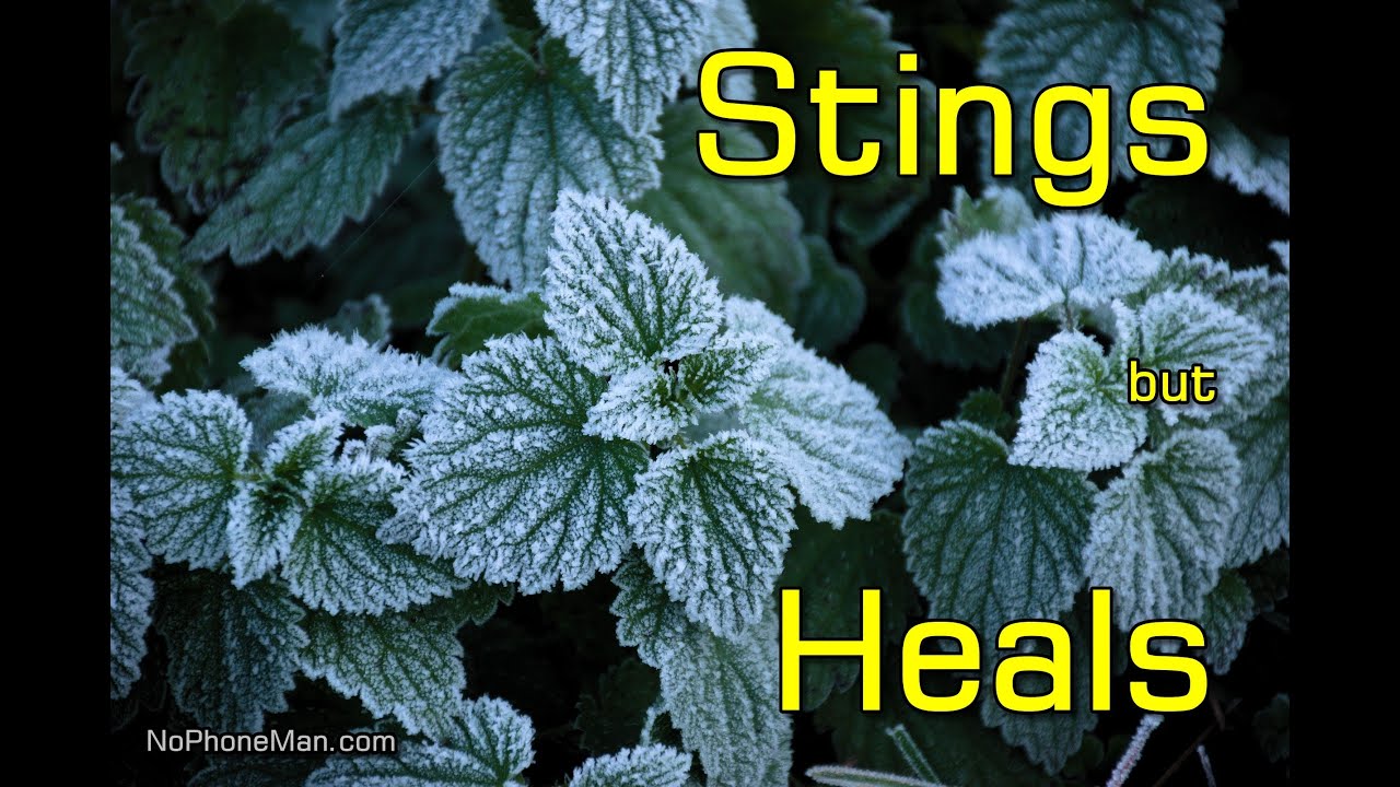 Harvesting Young Stinging Nettles Among Late Winter Snow in Early ...