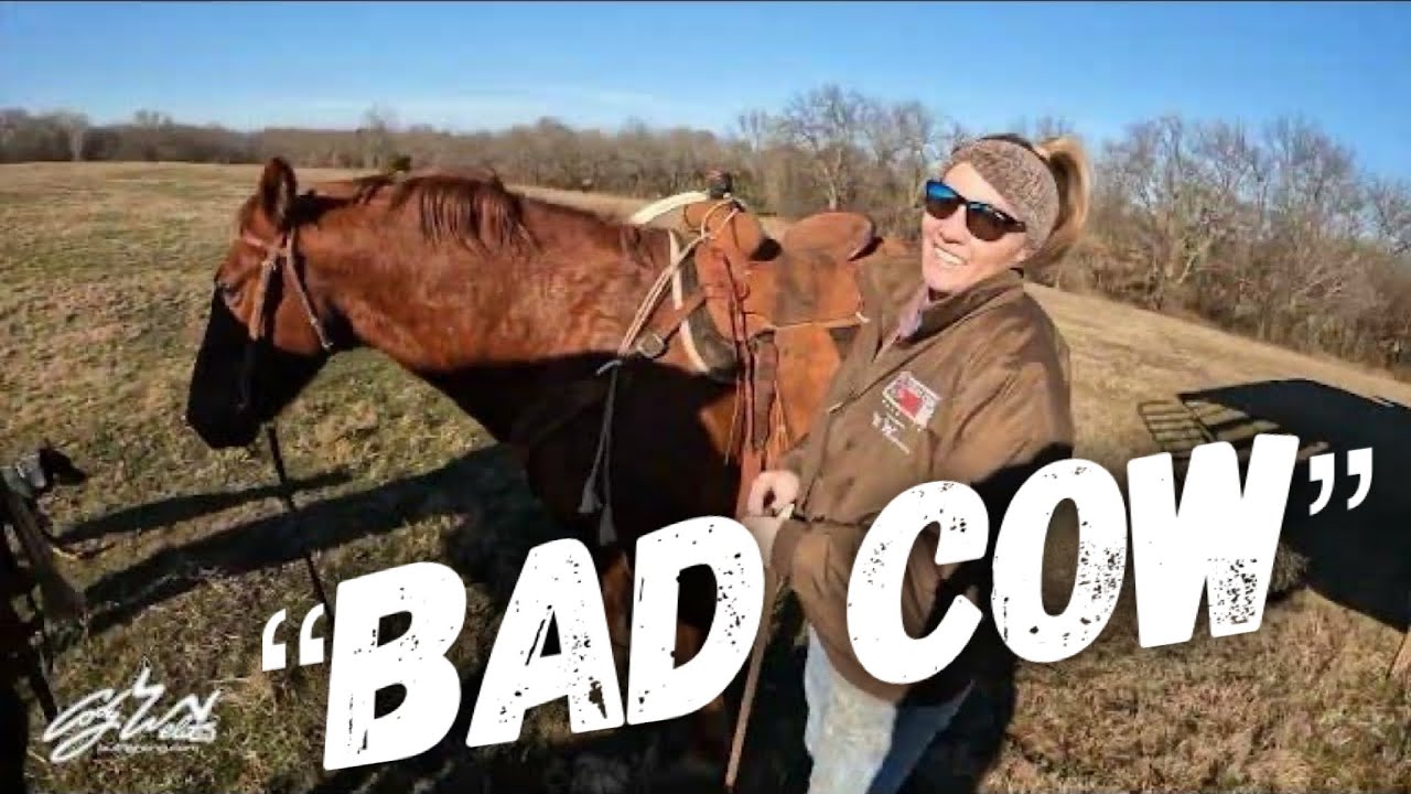 Bad Cow - Behind the Chutes #102 - YouTube