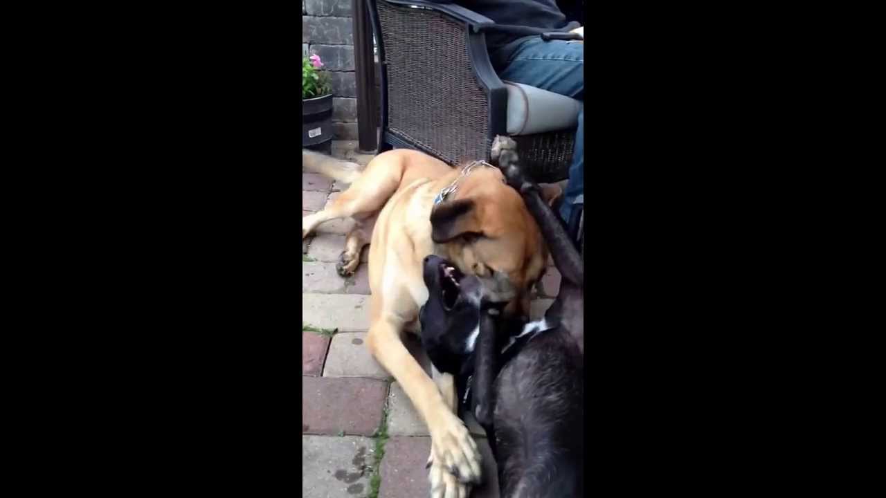 Lab mix playing with a Belgian Malinois. - YouTube