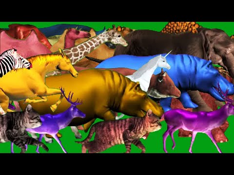 Green Screen Animals Stampede Green Screen Blue Screen Black Screen HD ...