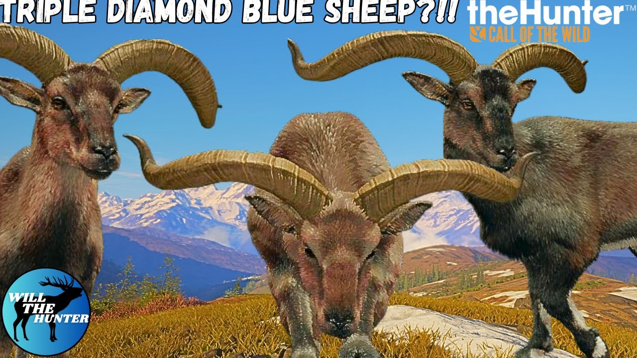 Hunting THREE Diamond Blue Sheep In A Row | TheHunter Call Of The Wild ...
