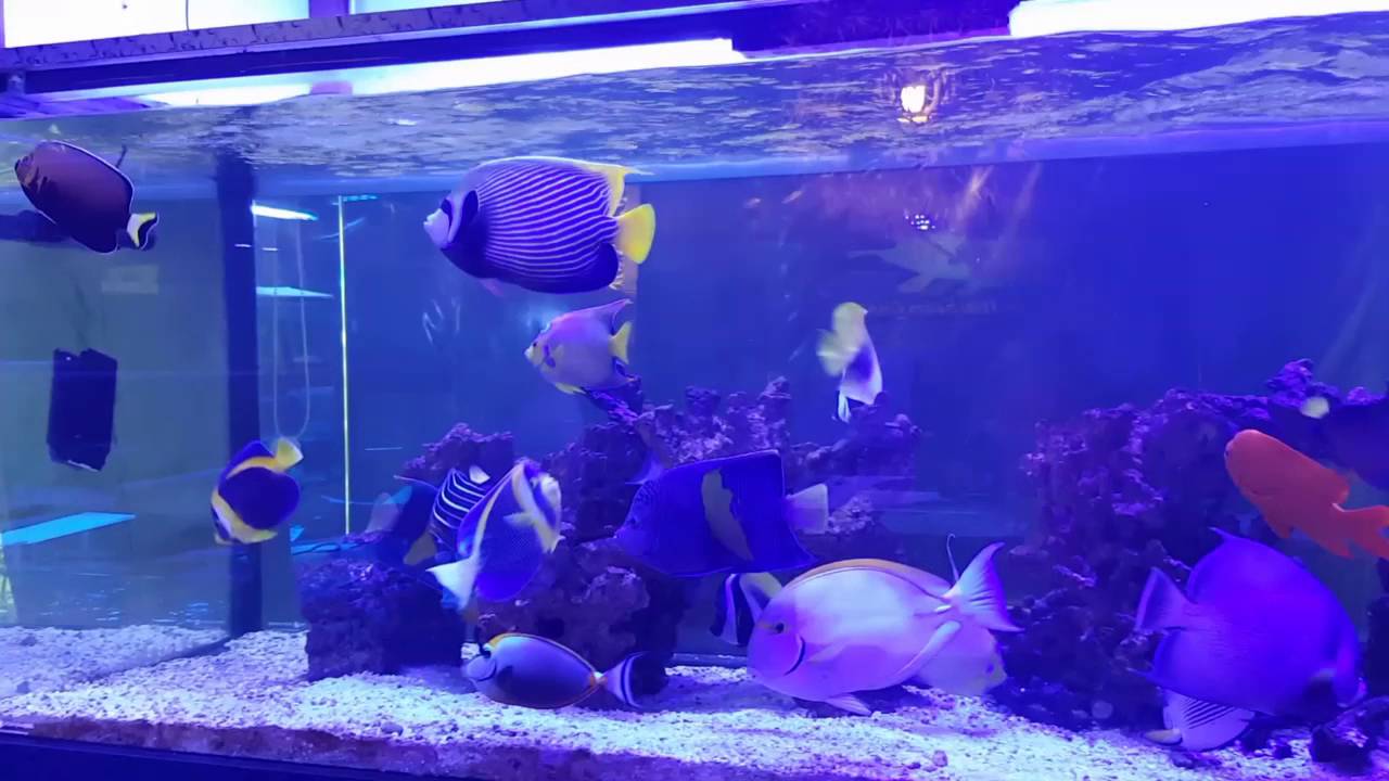 Beaustiful Marine fish only display tank at TFC - YouTube