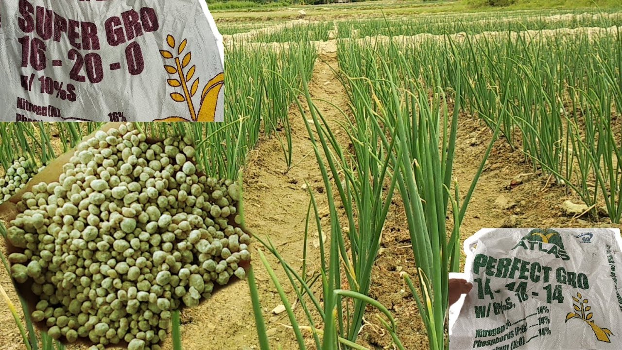 Onion super pinoy 21-DAYS after pangalawang apply 👉super gro16-20-0 ...