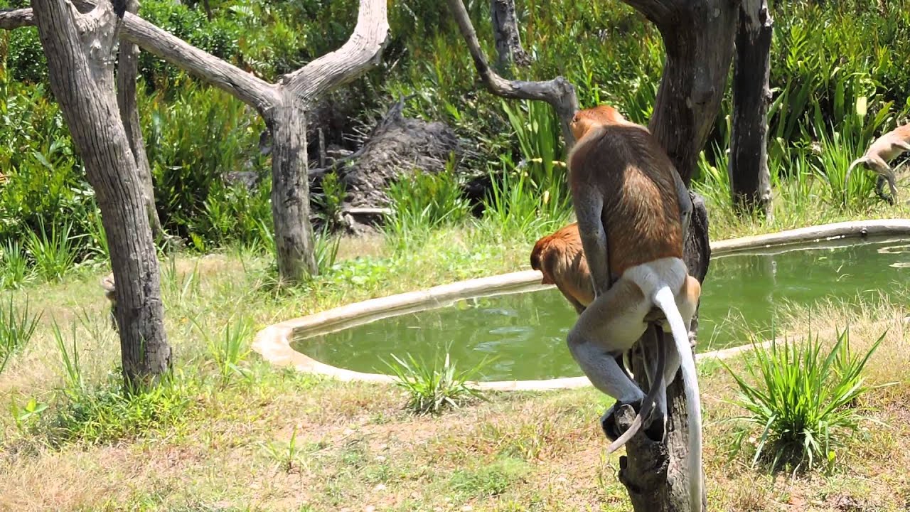 Probosic monkey life - YouTube
