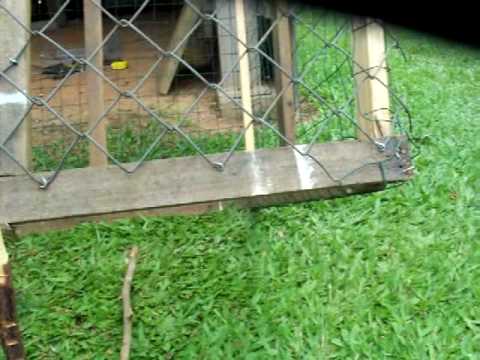 my homemade small animal traps/bird trap - YouTube