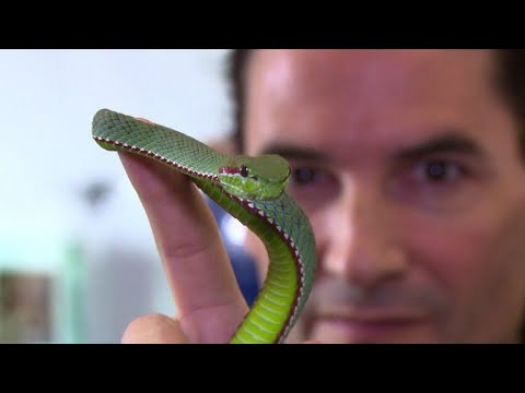 GB: Steve Ludwin, l'homme qui résiste au venin de serpent - YouTube
