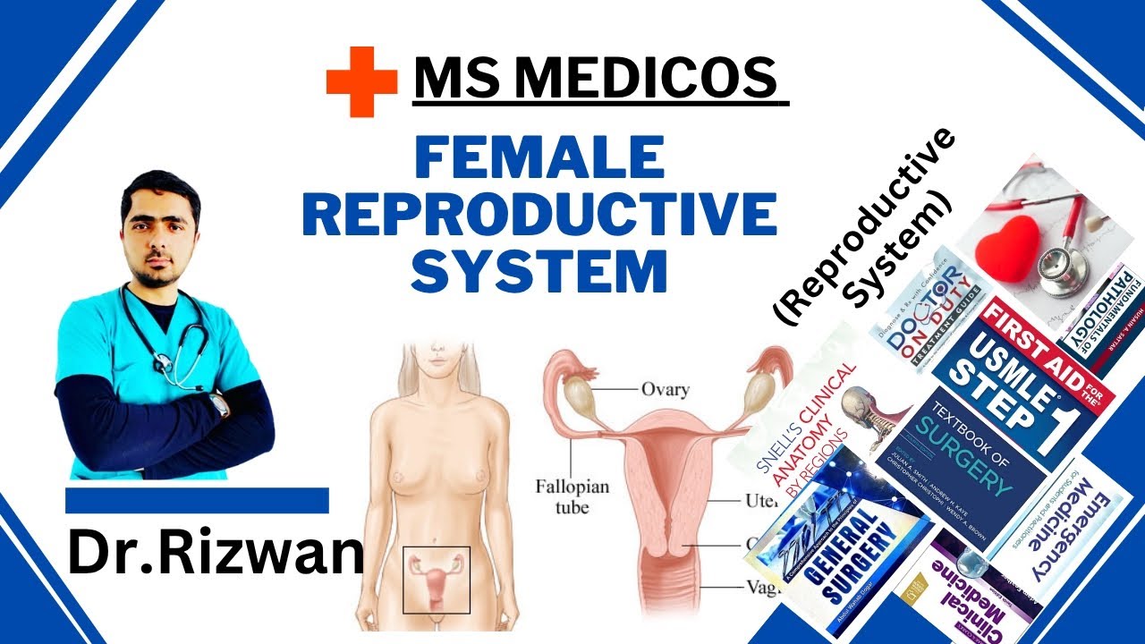 Female Reproductive System | Anatomy, Functions and Organs Explained ...