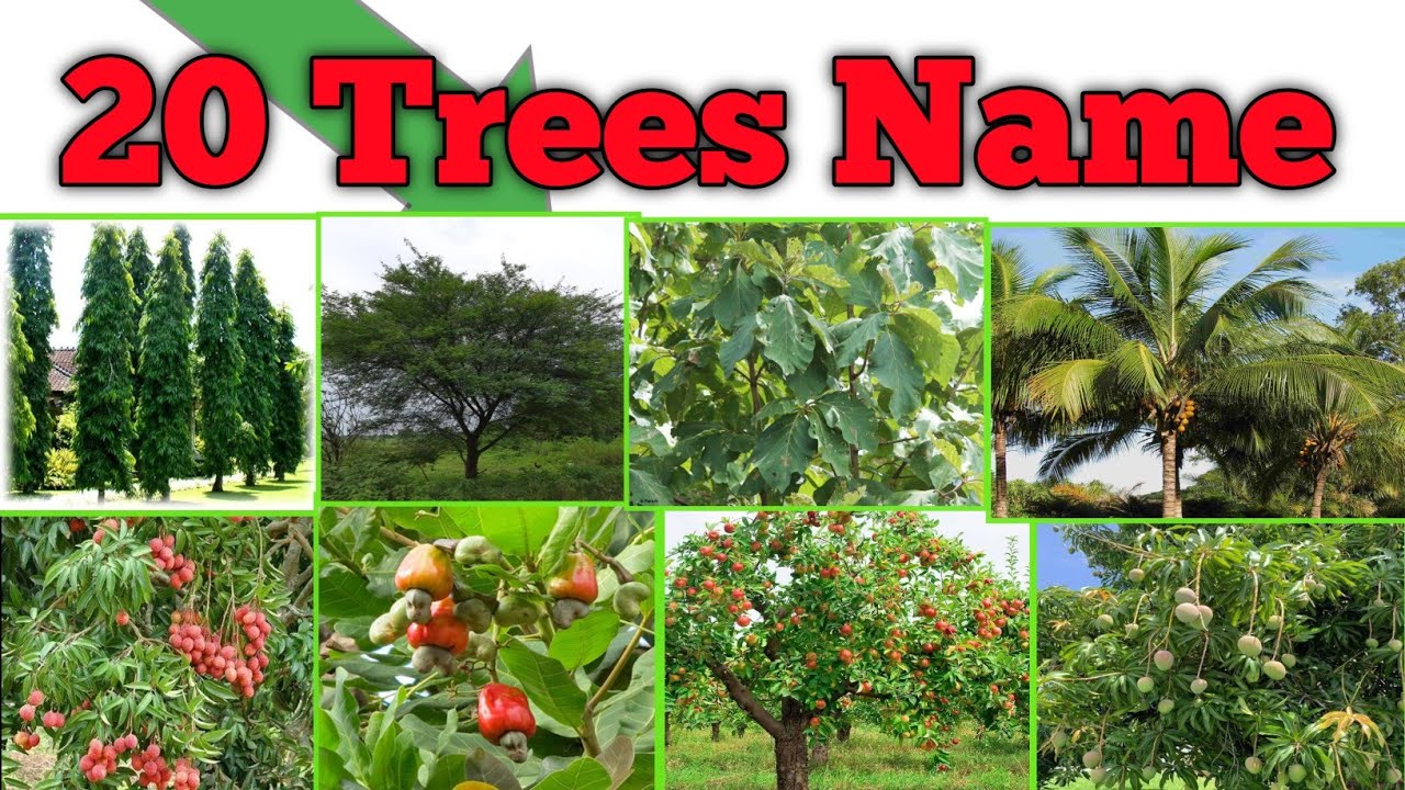 20 trees name in english and hindi | Names of plants | Trees name # ...