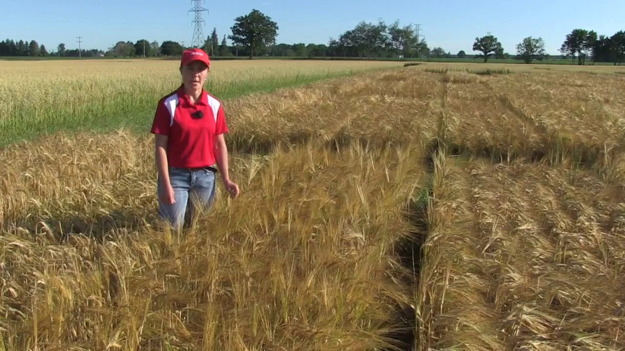 SeCan Esma Barley - YouTube