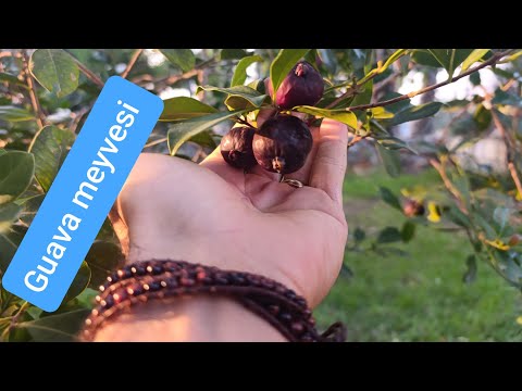 Tadına doyamayacağınız bir meyve,Guava meyvesi,Saksıda yetiştirilen meyveler,