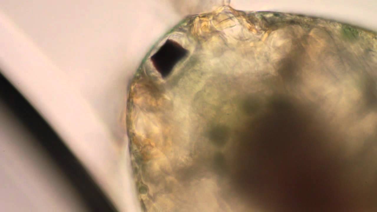 Adult Female Cyclops - Part 2 Of 4 - YouTube