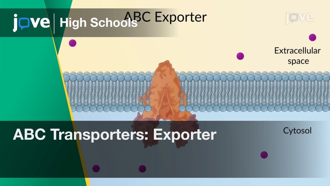 ABC Transporters: Exporter | Cell Bio | Video Textbooks - Preview - YouTube