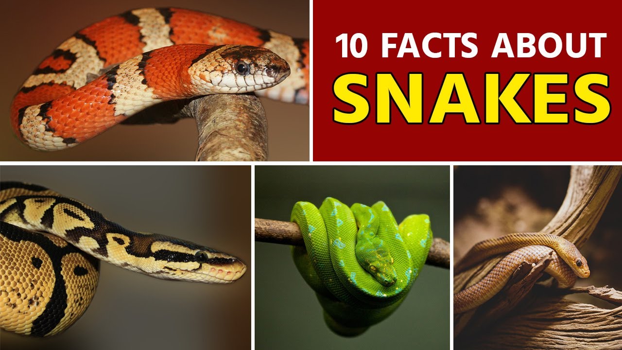 Mind Blowing Facts About Snakes | The Animal Explorer - YouTube