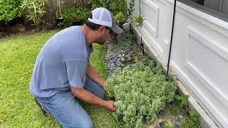 Vick’s Plant Update! Last featured in April, check out its abundant growth!