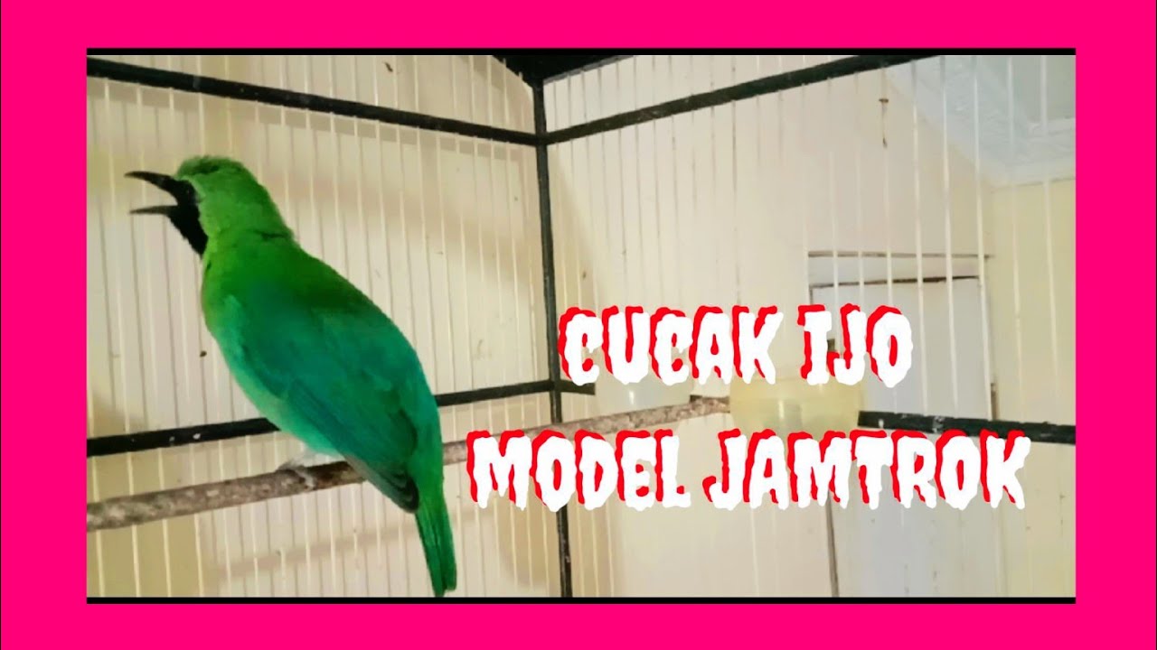 Cucak Ijo Model JAMTROK - YouTube