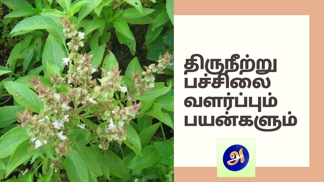 How to Grow Thiruneetru Pachilai in Tamil | Health Benefits ...