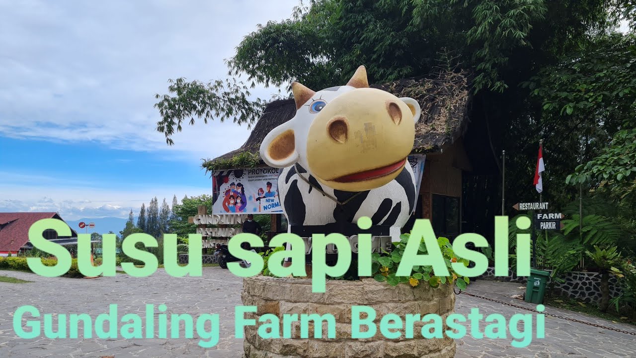 Gundaling Farm Berastagi,Nikmati Susu Sapi Asli langsung dari ...