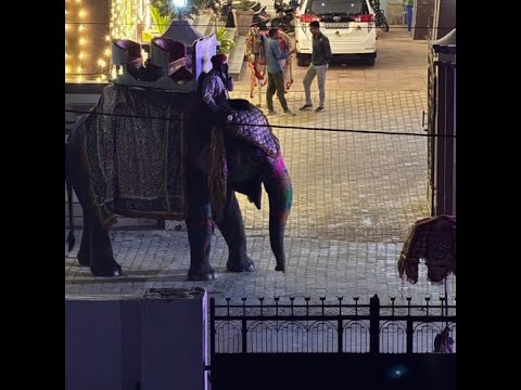 The Wedding Where a Hathi Came! 🐘💍 - YouTube