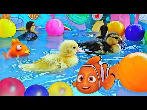 🔴 Sevimli Ördek Yavrusu | Komik ördek videoları Derleme (BÖLÜM 1-3)