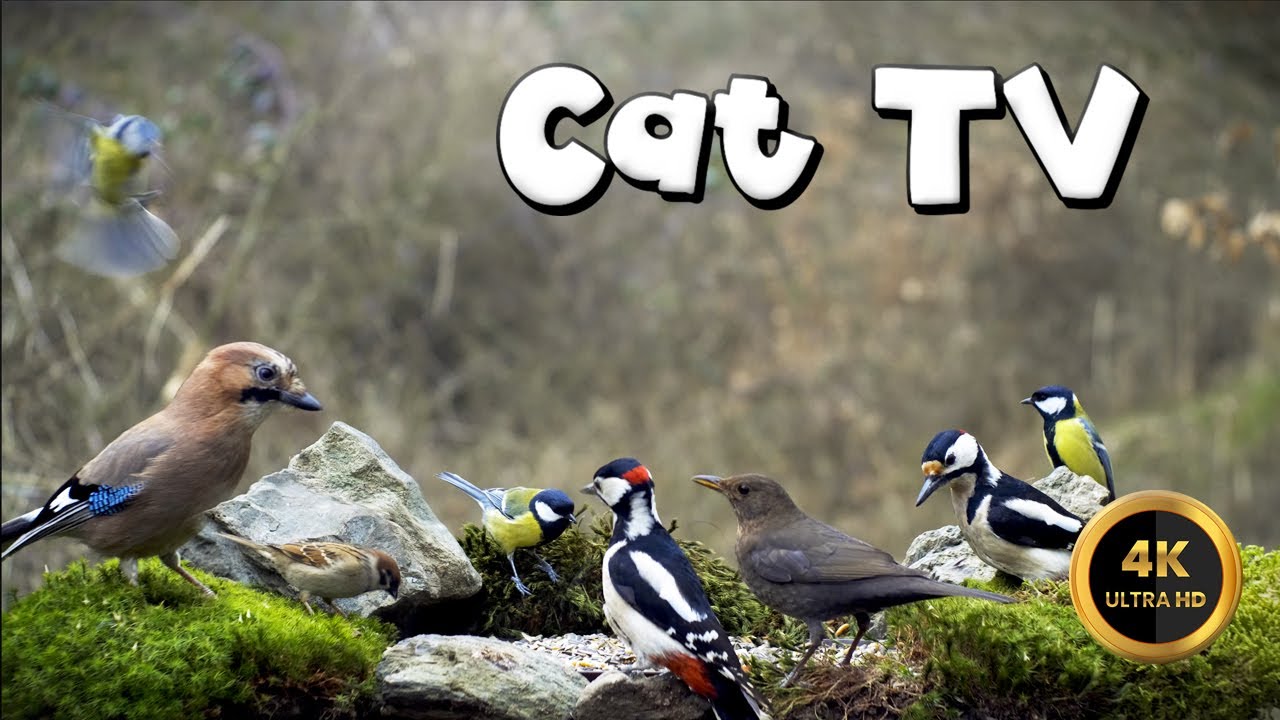 Cat TV for Cats to Watch 🐈 - SPRING GATHERING🐦‍⬛ (4K) - YouTube