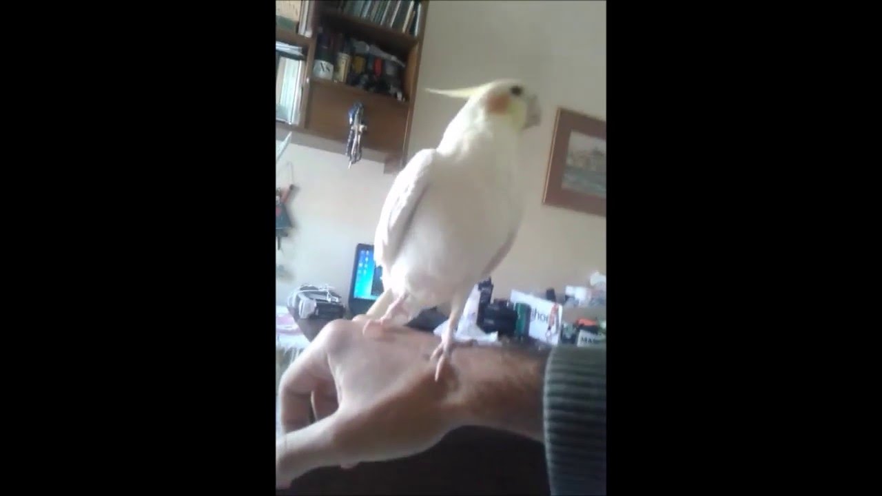 Rocking Parrot - Παπαγάλος ροκάρει - YouTube