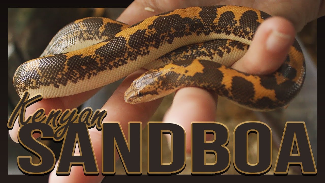 MY KENYAN SAND BOA - YouTube