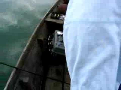 Danube Catfish Wels Zvornicko jezero som - YouTube
