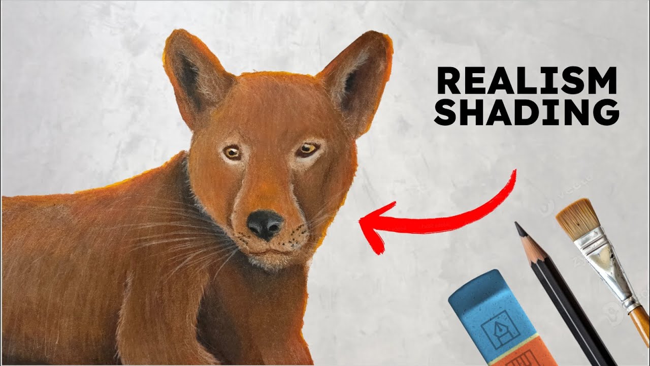 How to draw a REALISTIC DINGO for BEGINNERS - Colour Shading - YouTube