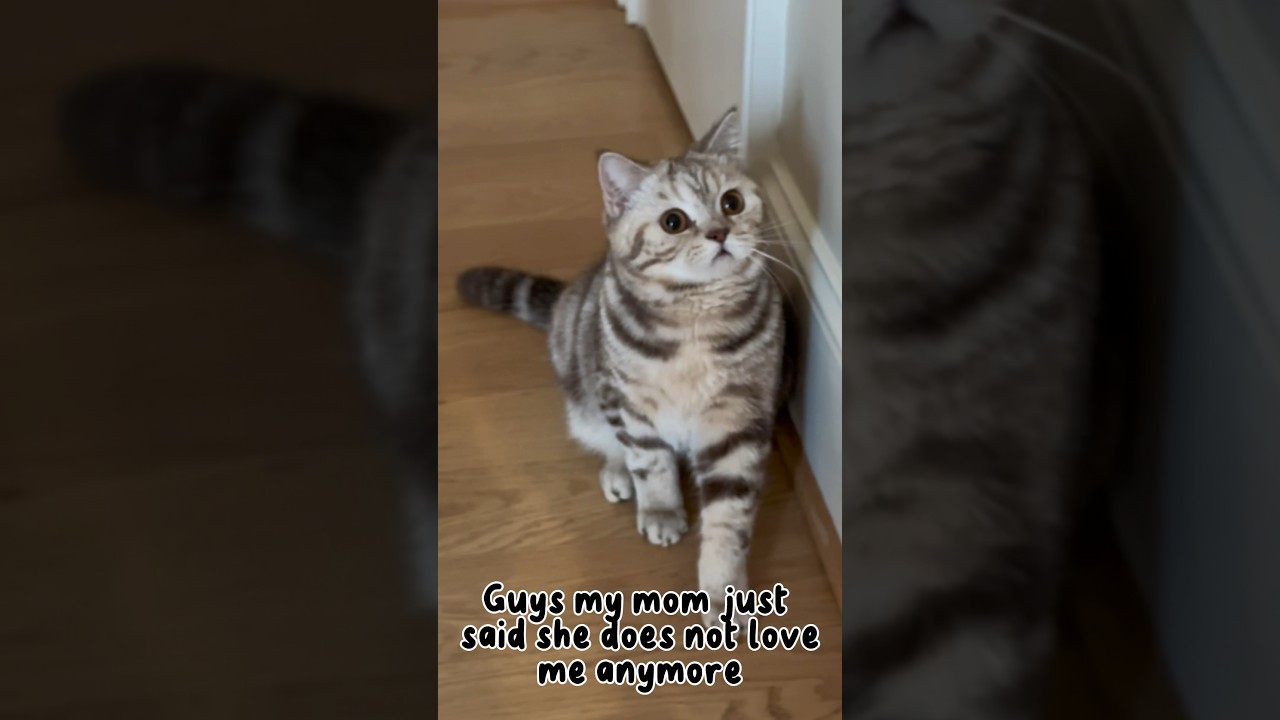 Soufflé the cat has an interesting idea of love 😂, Soufflé the cat, # ...