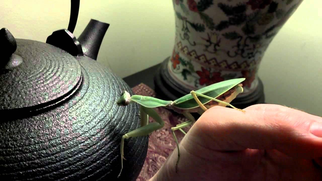 Amaya, female Java Shielded mantis adult - YouTube