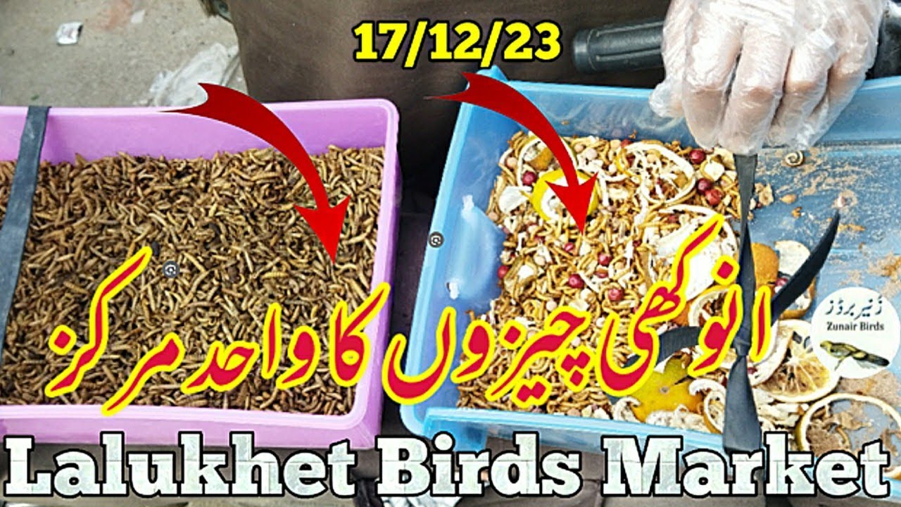 Lalukhet Sunday Birds Market 17 December 2023 latest update|Lalukhet ...