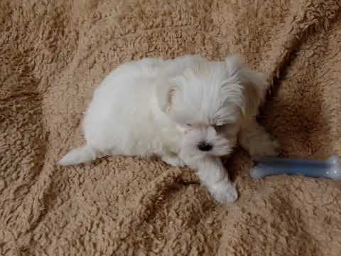 Maltese dog getting angry - YouTube
