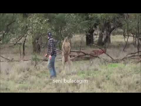 KANGURU REİS'İN İNTİKAMI (+18)