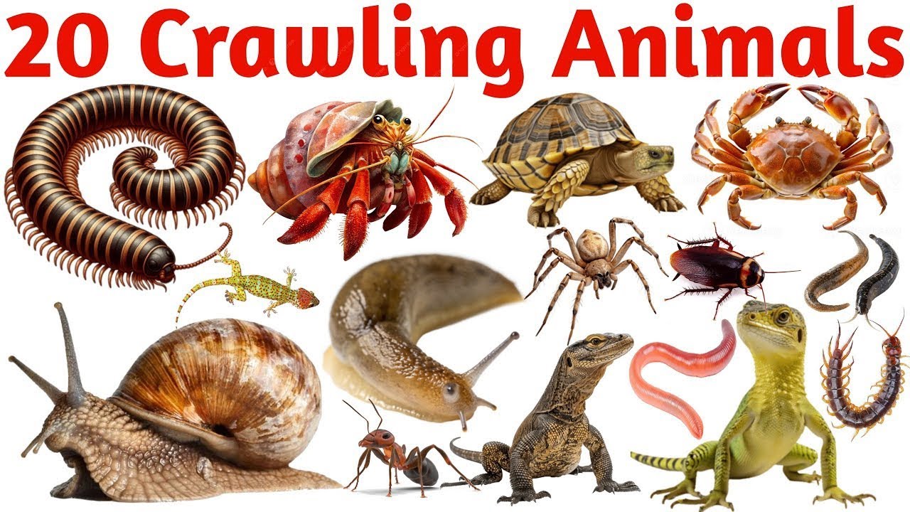 20 Crawling Animals for Kids| Learn Crawling Animals in English and ...