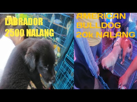 LABRADOR BAGSAK PRESYO NA PATI IBANG ASO SOBRANG MURA - YouTube