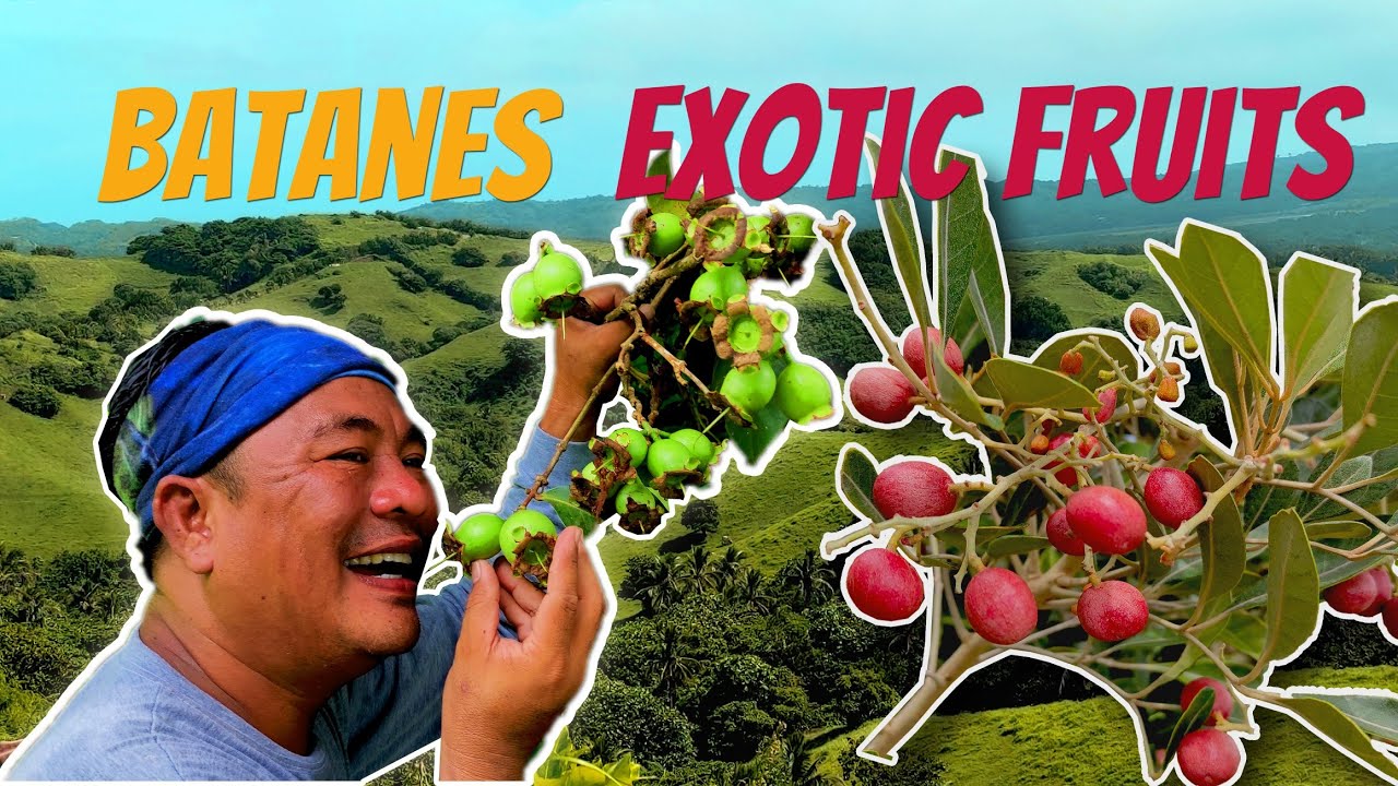 Life In The Philippine Countryside: How to forage fruits to survive ...
