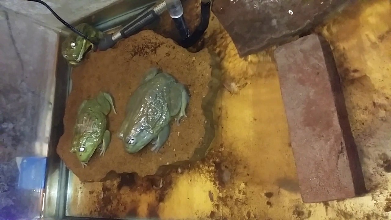 Giant Pixie Frog Water Set Up - YouTube