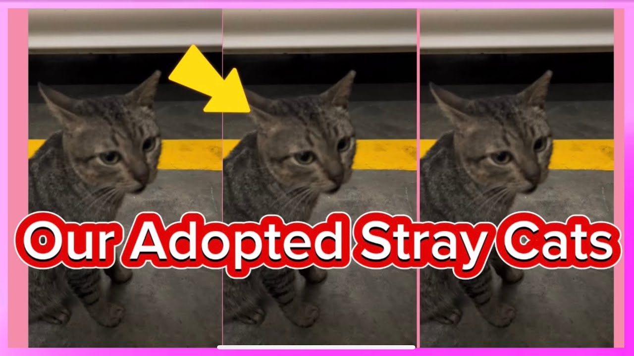 Our Adopted Stray Cats - YouTube