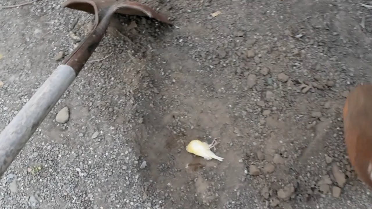 Burying Our Dead Canary... 😞🐥 - YouTube