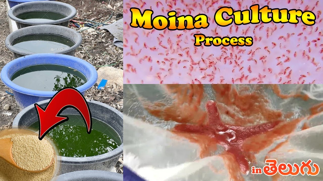 How to Feed Moina Culture | Live Food for all Aquarium Fish | LIVE ...