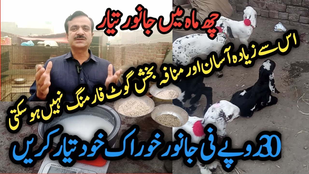 Goat ready in 6 months Dose one animal 30 rupees - YouTube